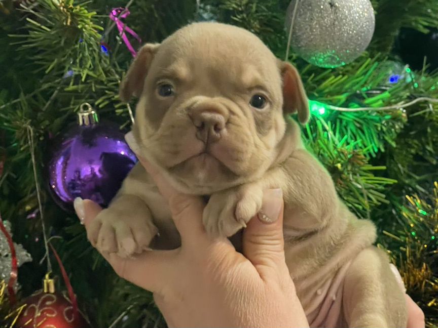 Булли американский