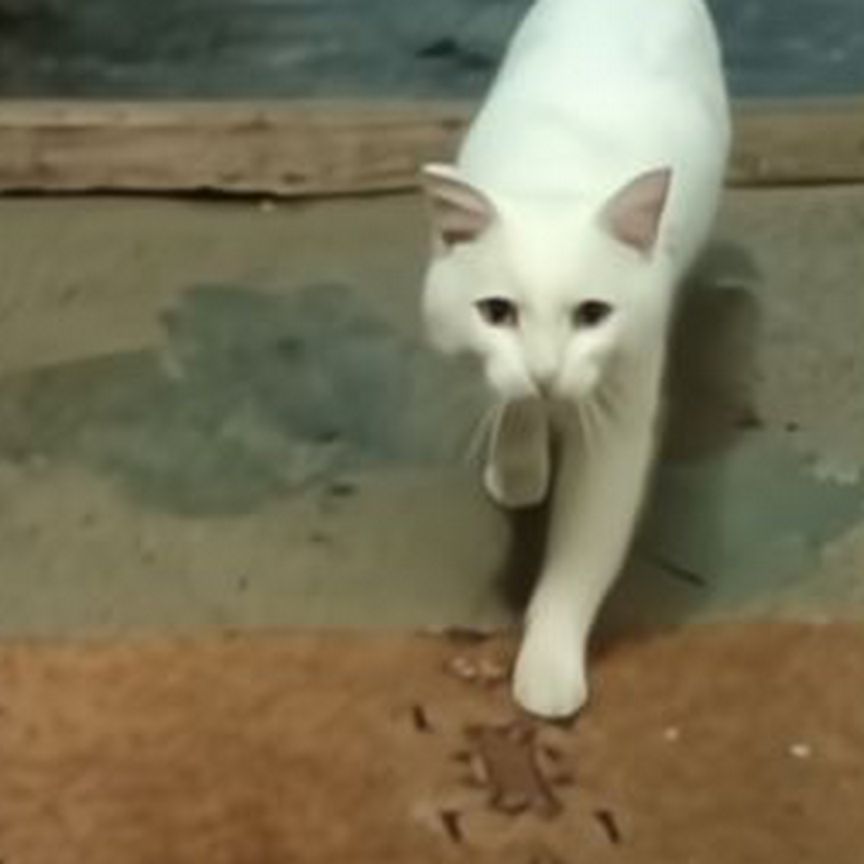 Взрослый кот в добрые руки