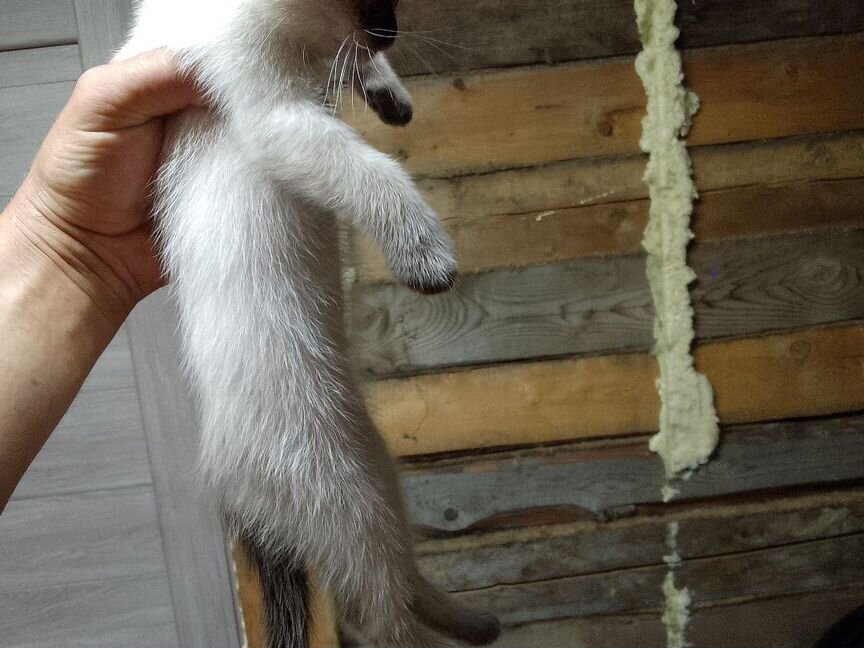 Котята британцы