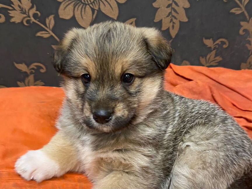 Щенки в добрые руки даром