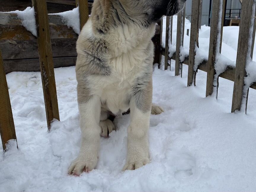 Алабай Таисия