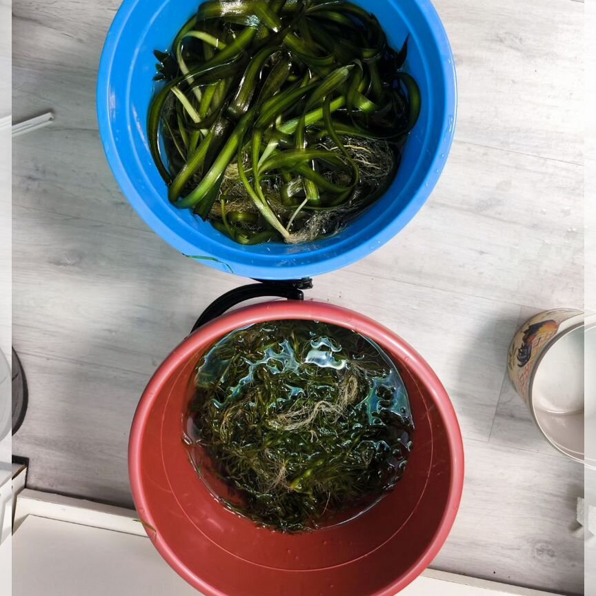 Аквариумная прополка, аквариумные растения