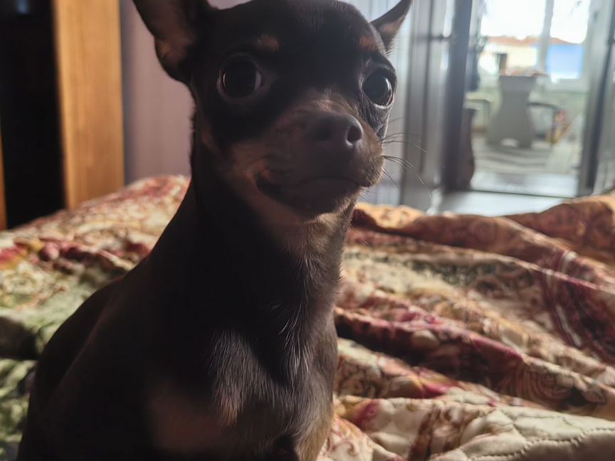 Ищем невесту. вязка. На последнем фото его помет