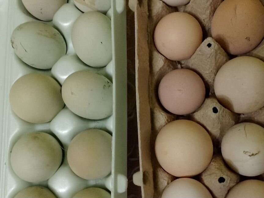 Домашние куриные яйца