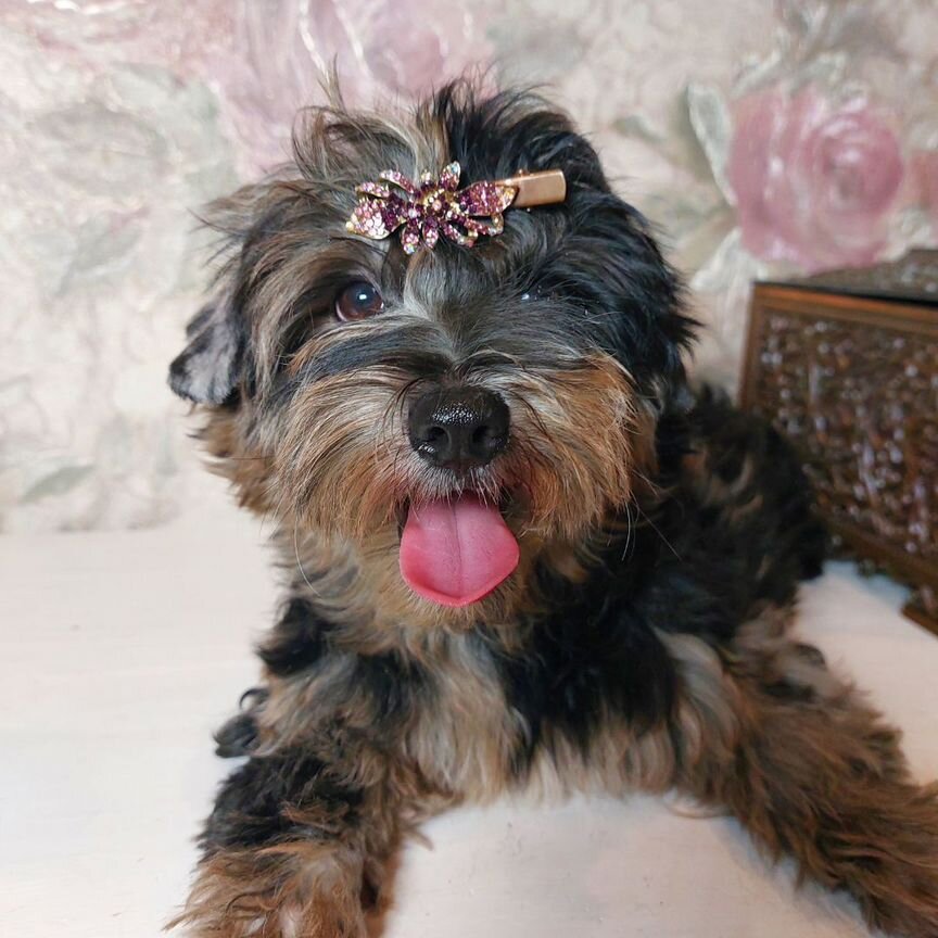 Цветной йоркширский терьер