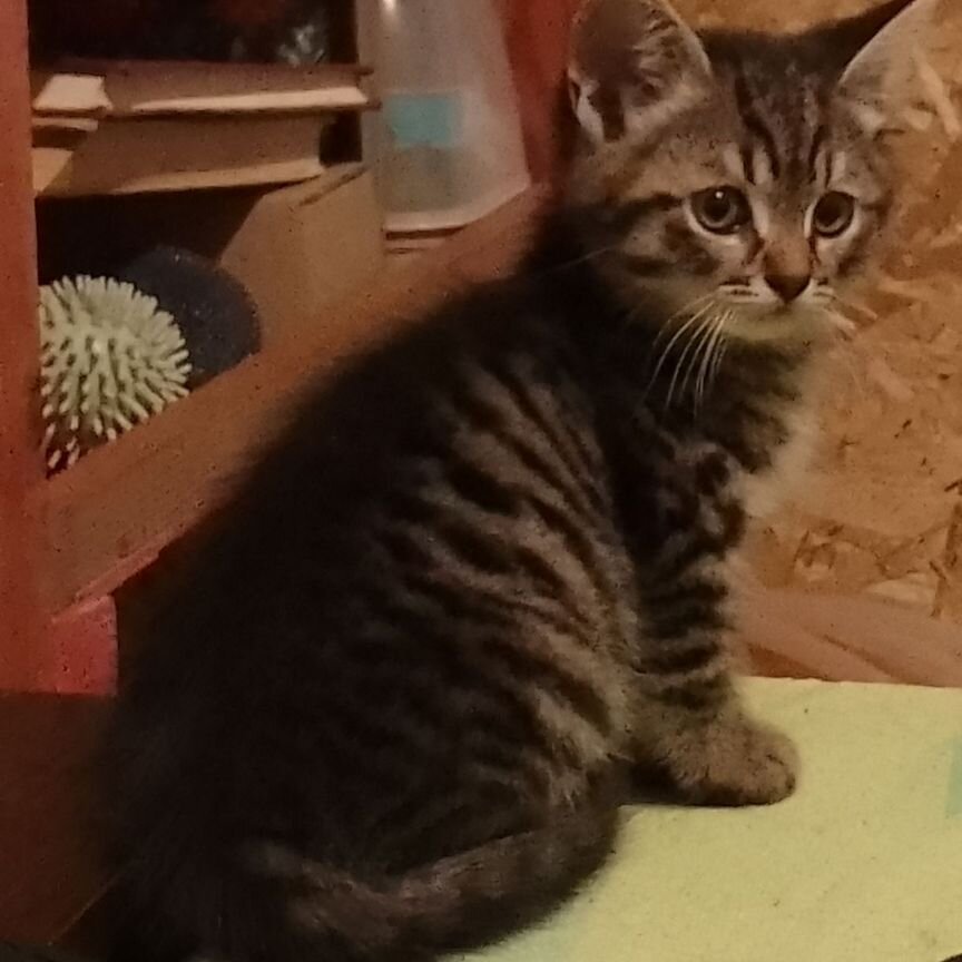 Котёнок в добрые руки