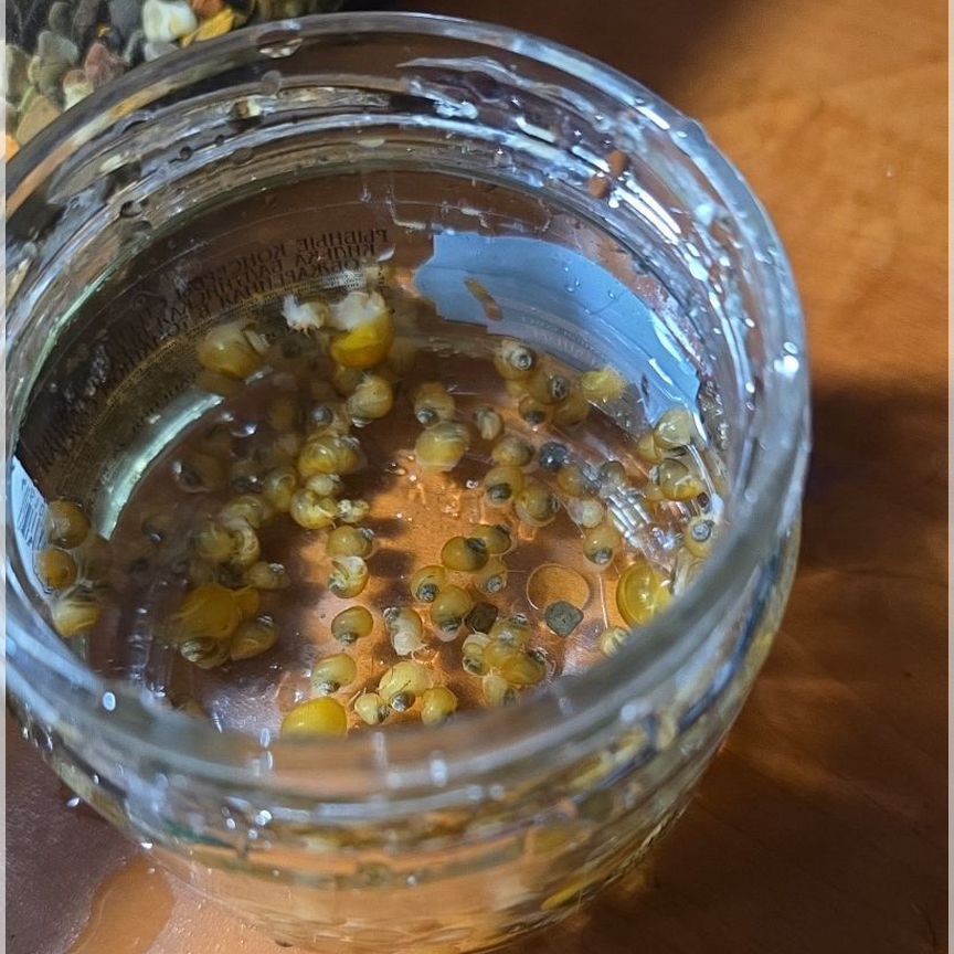 Улитки аквариумные ампулярии