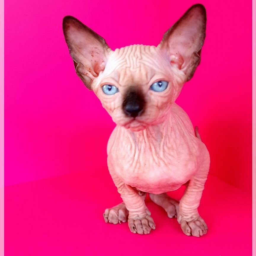 Канадский сфинкс девочка с синими глазами