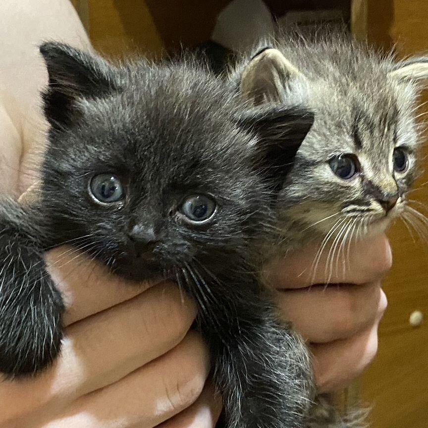 Котята в добрые руки