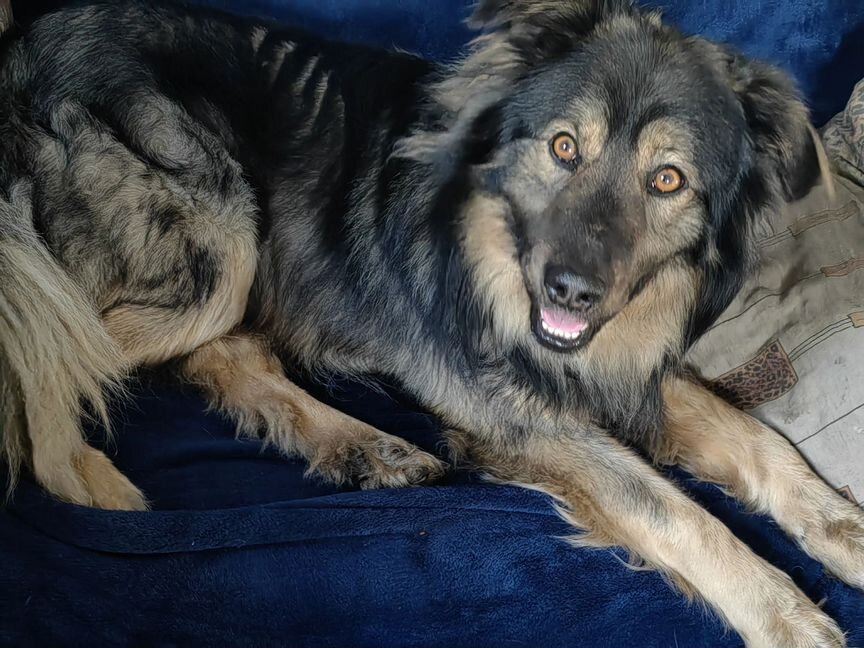 Сторожевой пес, помесь с овчаркой