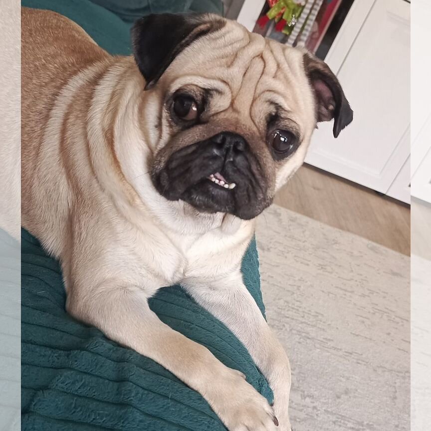 Мопс, щенок