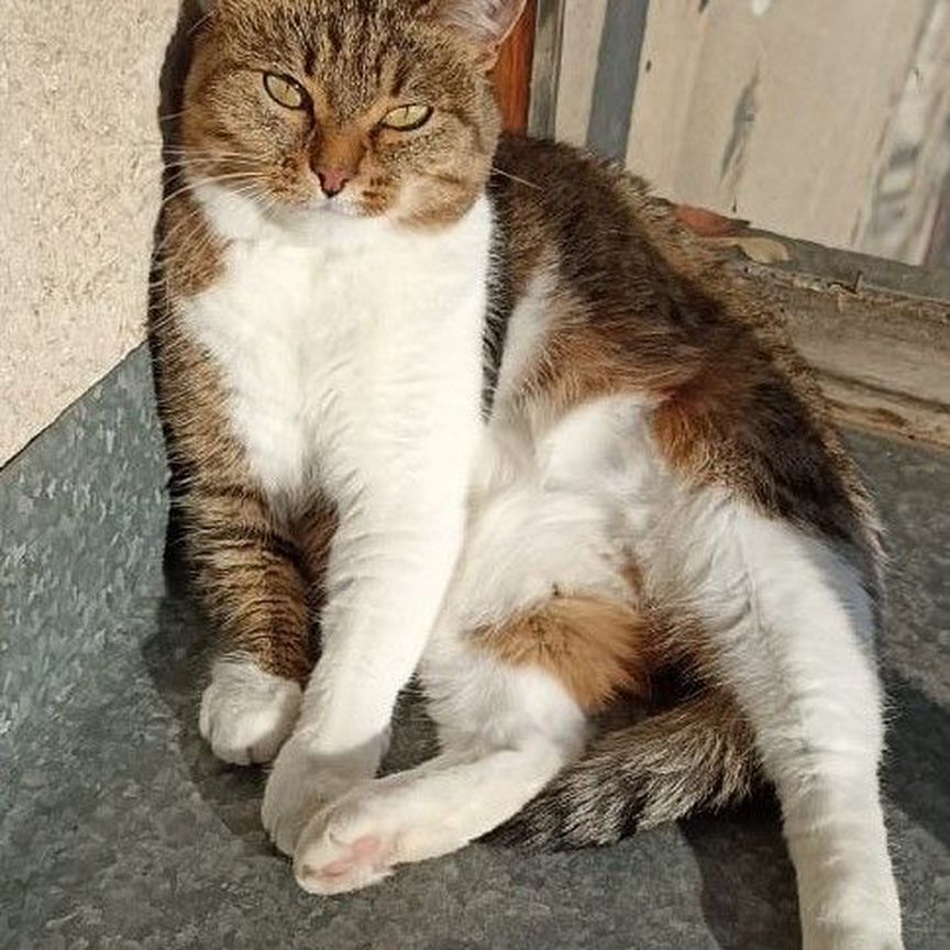 В добрые руки