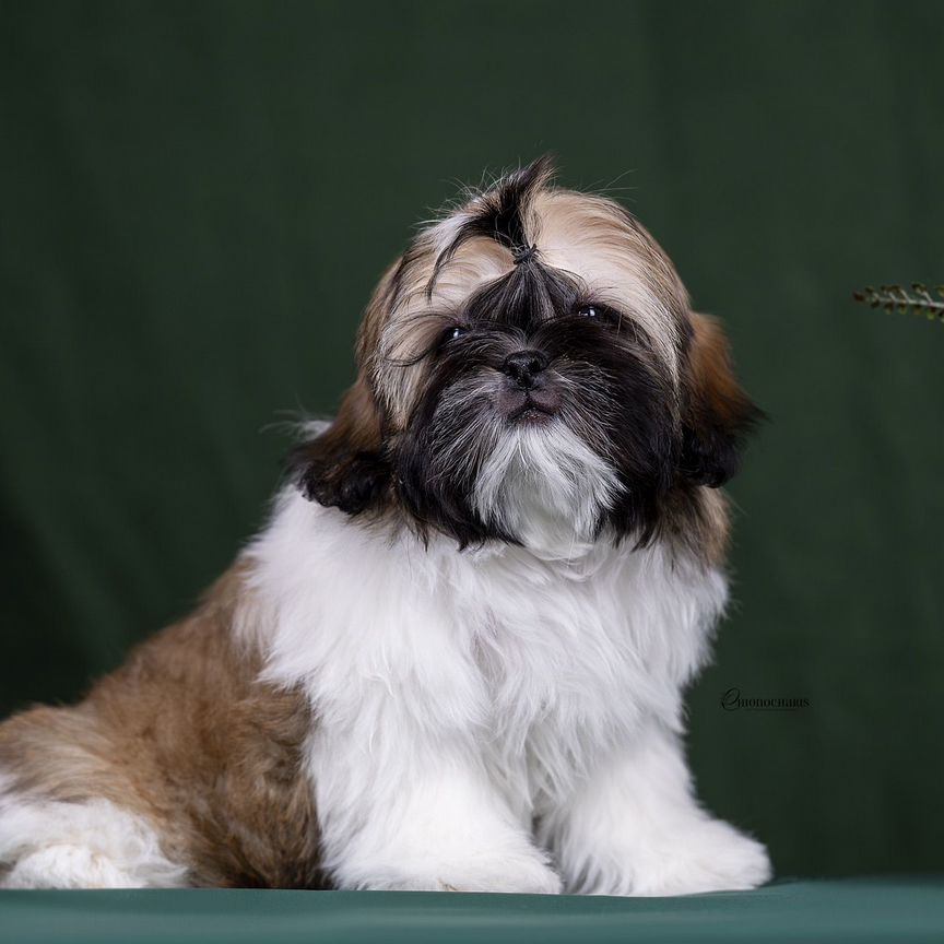 Девочки Ши-тцу