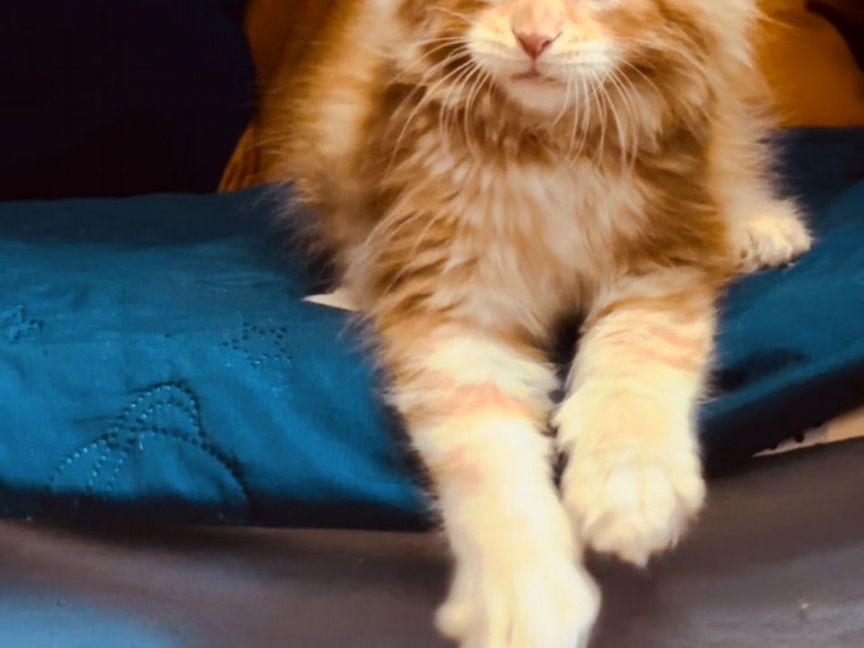 Левушка мейн кун рыжий