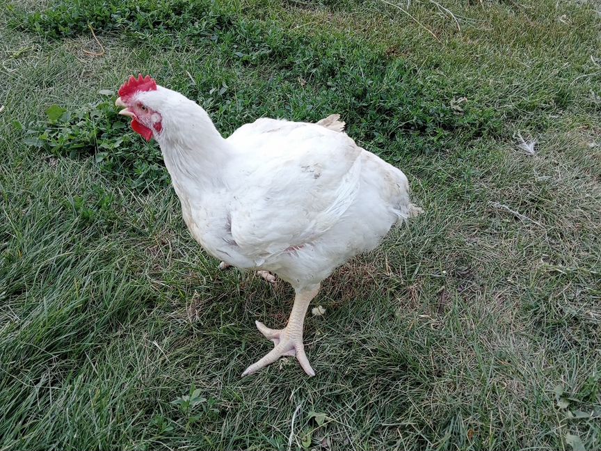 Бройлер домашний живым весом