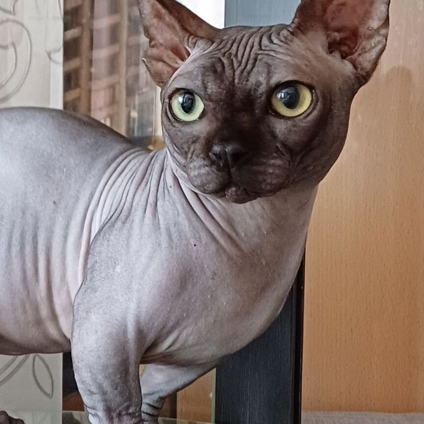 Котик бамбино