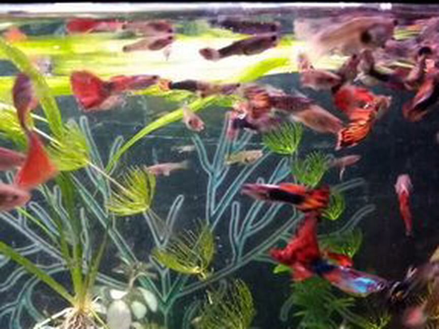 Аквариумные рыбки гуппи