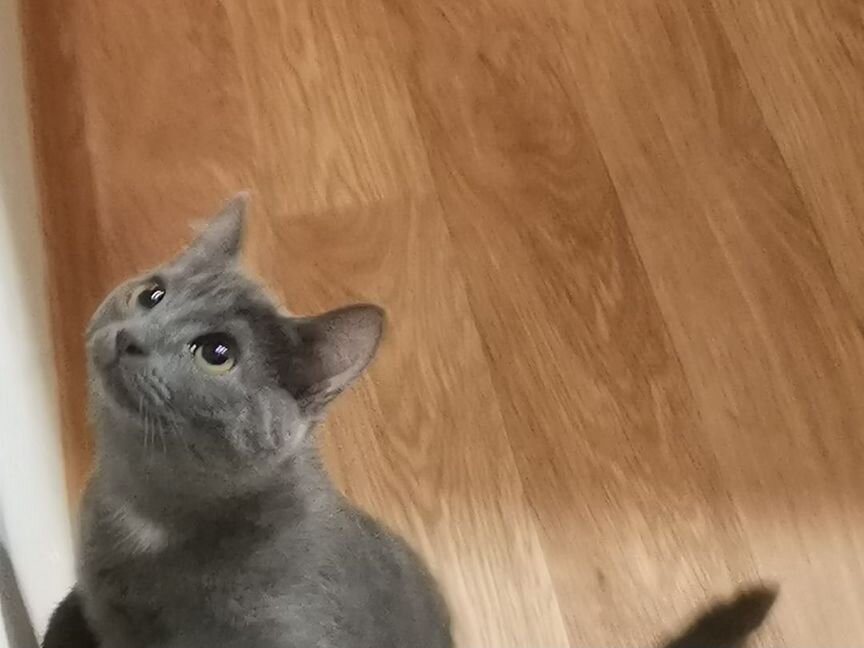 Кошка сфинкс бесплатно