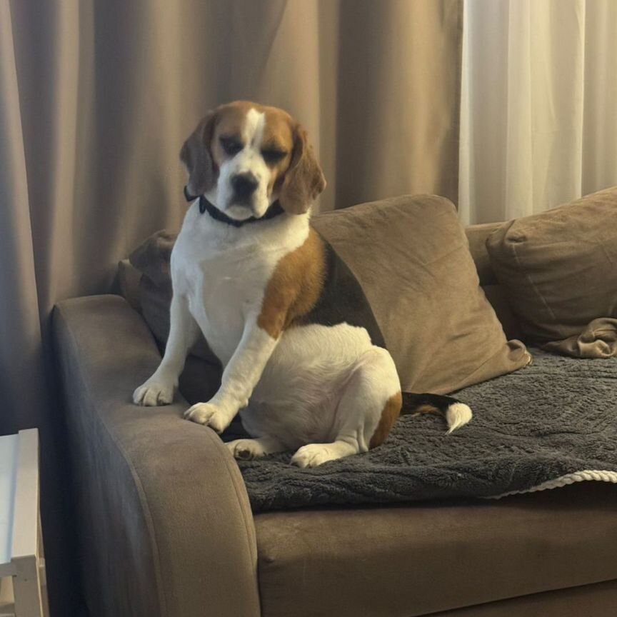 Собака бигель