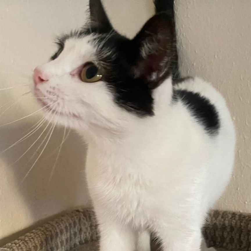 Барон- котик липучка