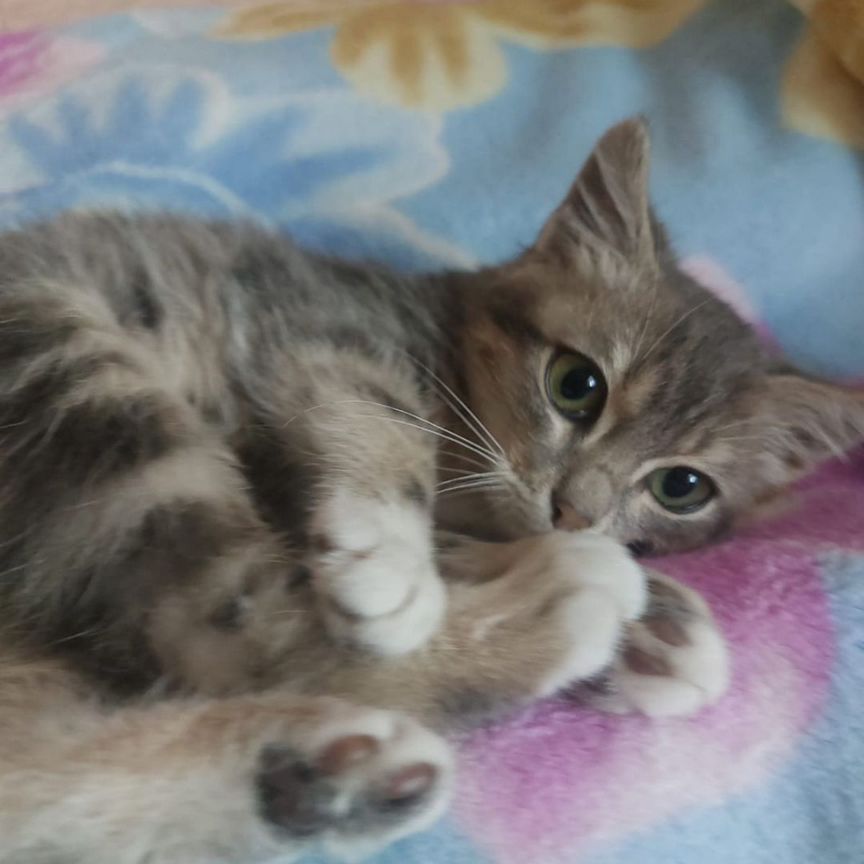 Бесхвостый котенок в дар