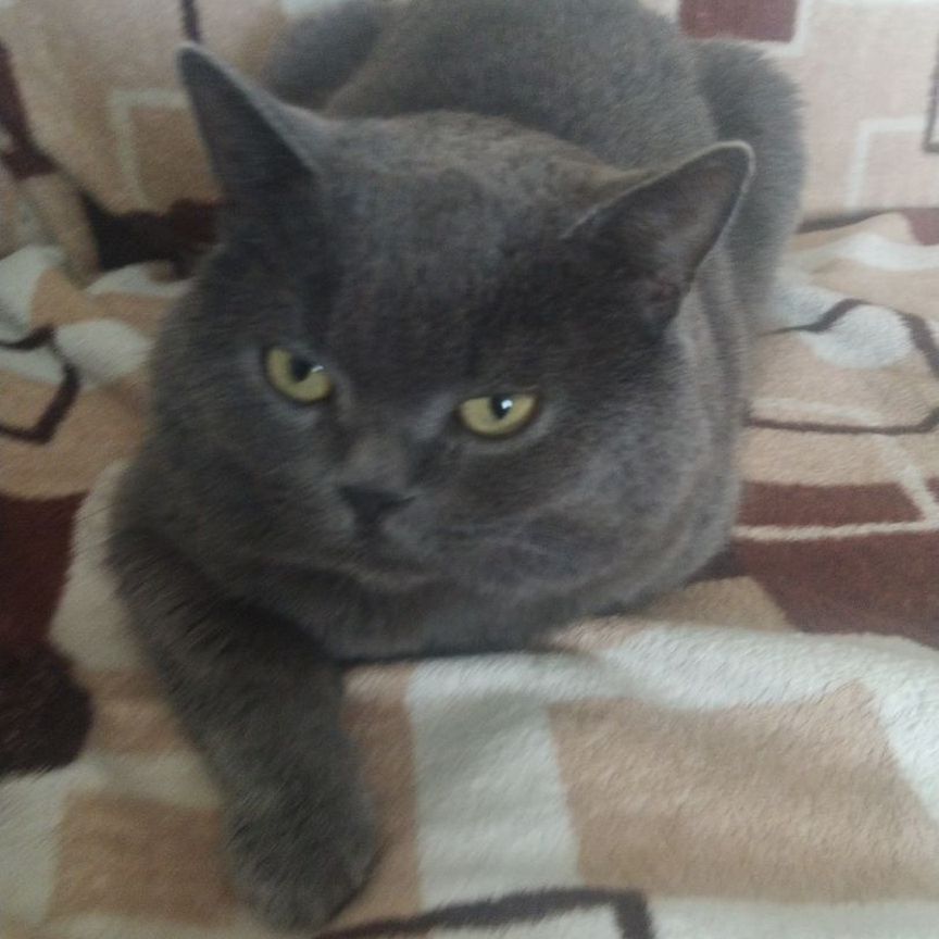 Потерялся кот