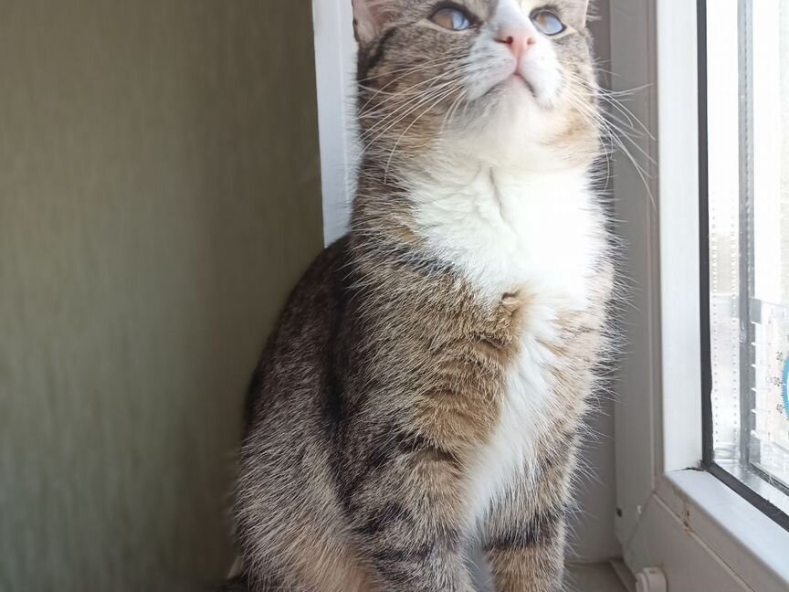 Кошка