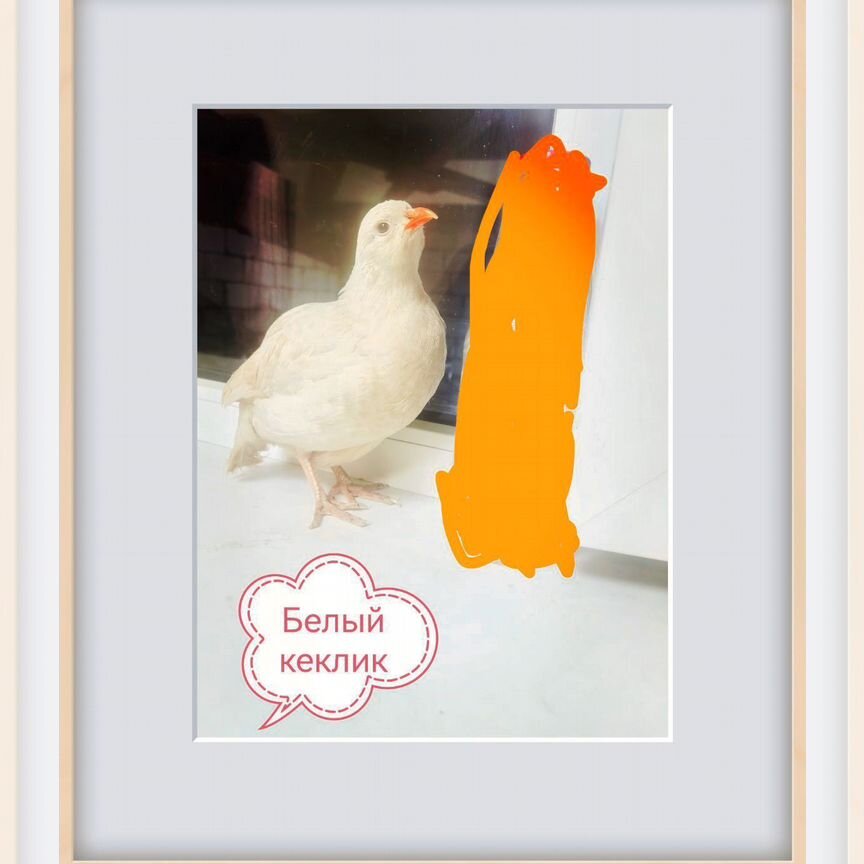 Продаю кеклик