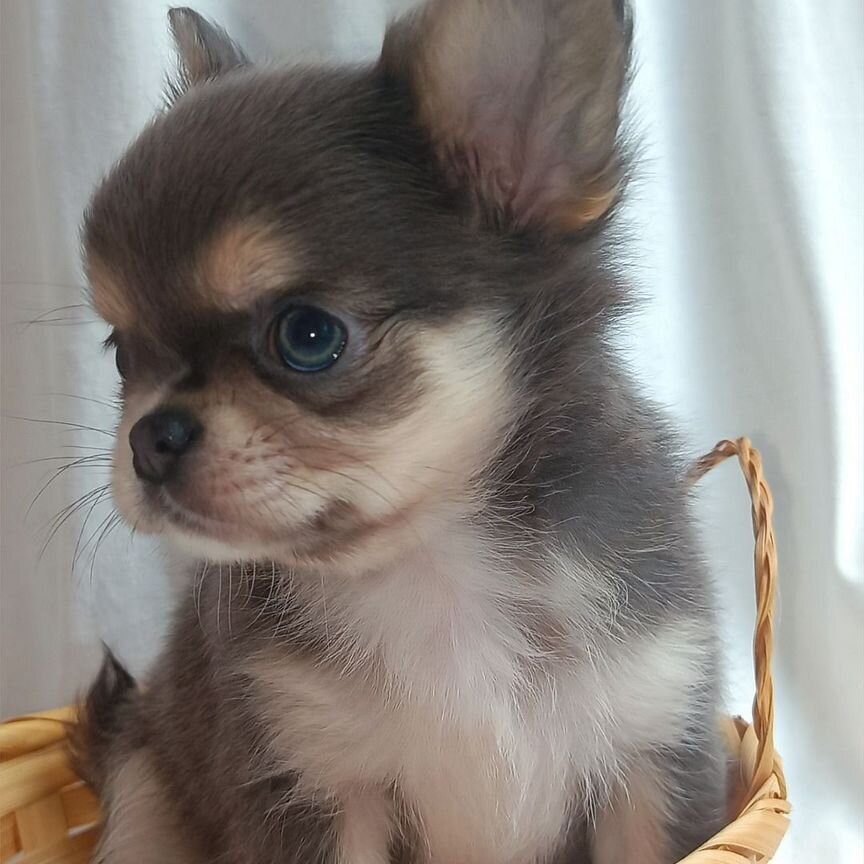 Шикарные малыши чихуахуа