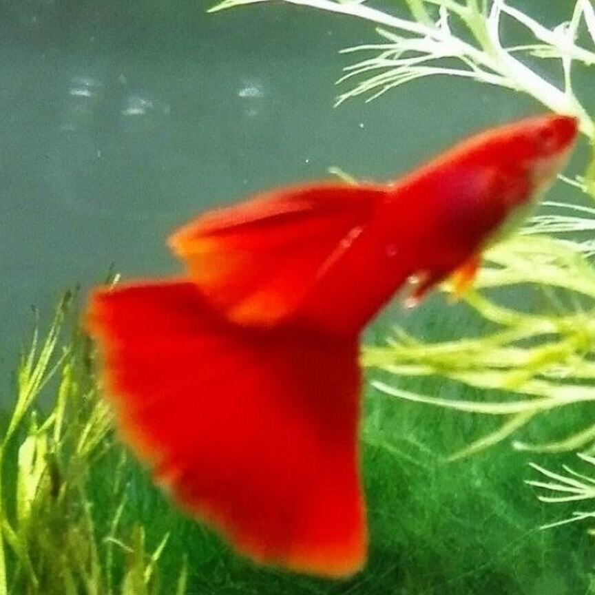 Аквариумные рыбки гуппи full RED albino