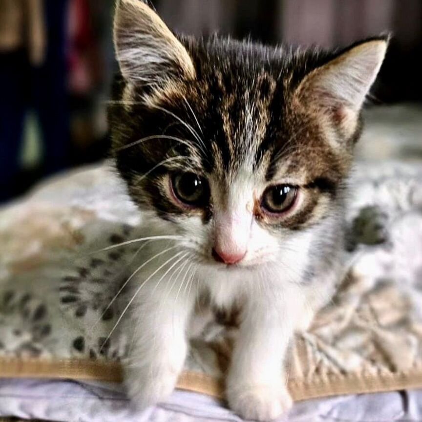 Котятки, мальчики и девочки, ждут хозяев