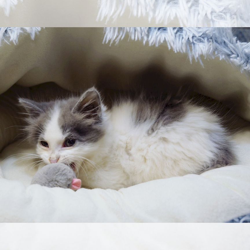 Котёнок в добрые руки