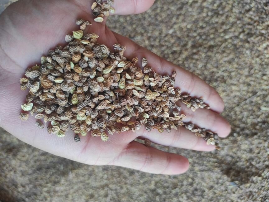 Эспарцет семена хорошего качества объем 20 тон