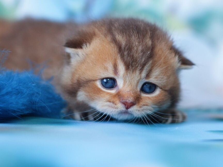 Шоколадный тиккированный малыш