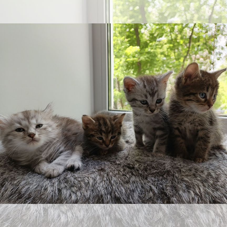 Британский длинношёрстный котёнок