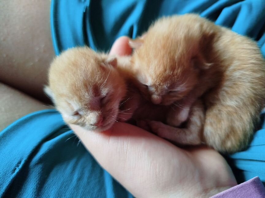 Котятки, бесплатно