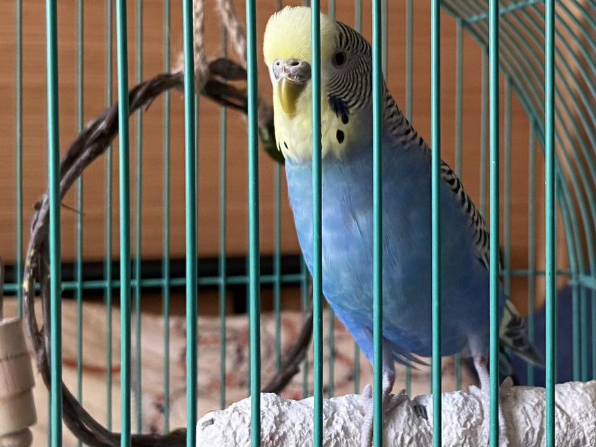 Аксессуары для грызунов и попугаев