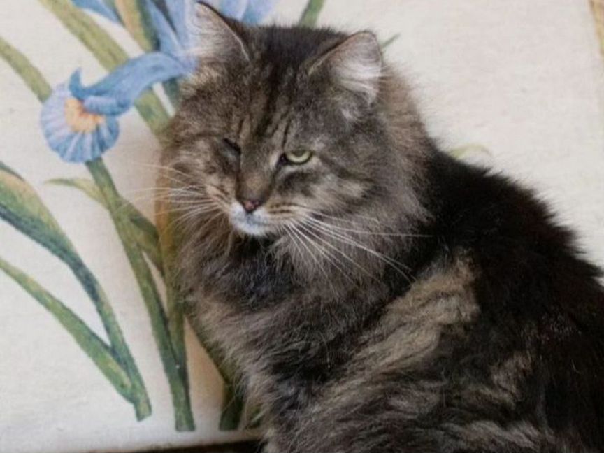 Кот Герцог в поиске дома Лесной приют