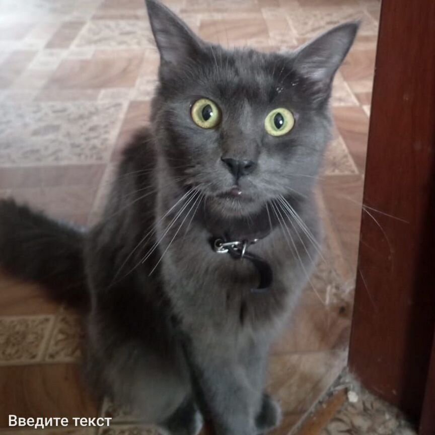 Мейн-кун, взрослая кошка