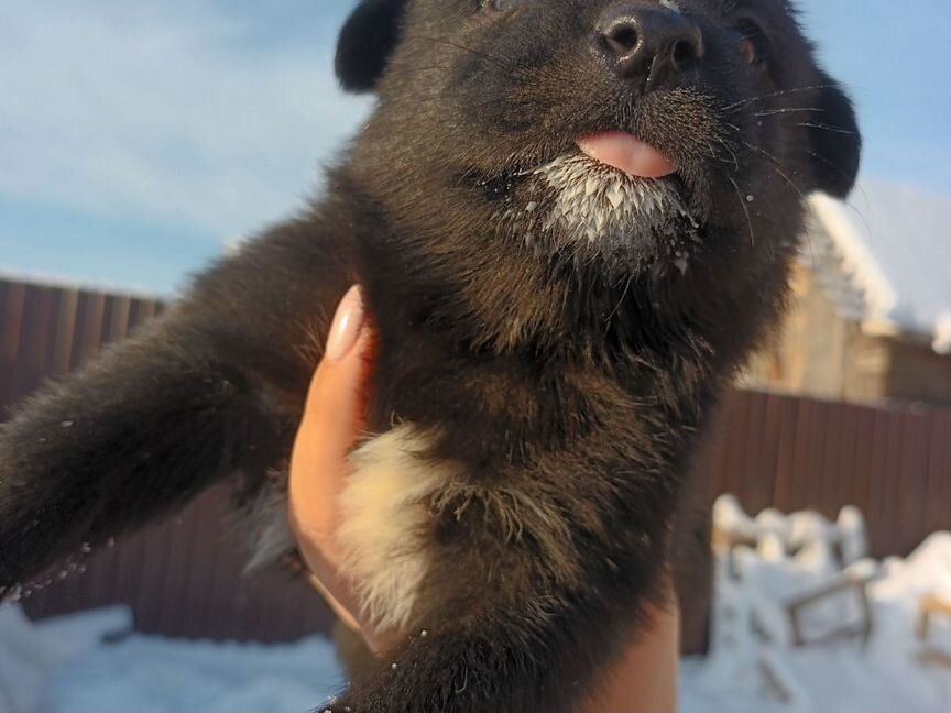 Щенок в добрые руки