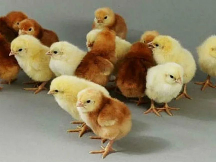 Цыплята суточные Ломан браун