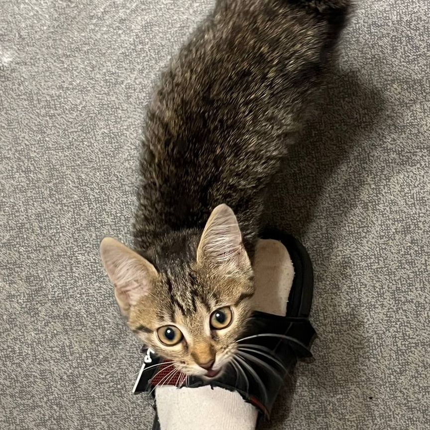 Котёнка отдам бесплатно в добрые руки
