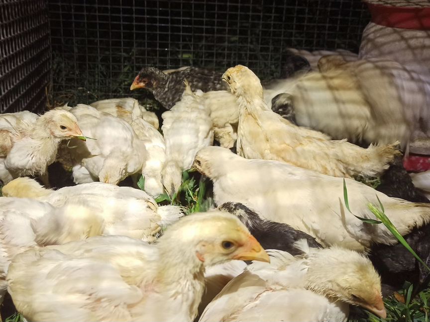 Цыплята:Белый плимутрок и Бресс Галльская белая