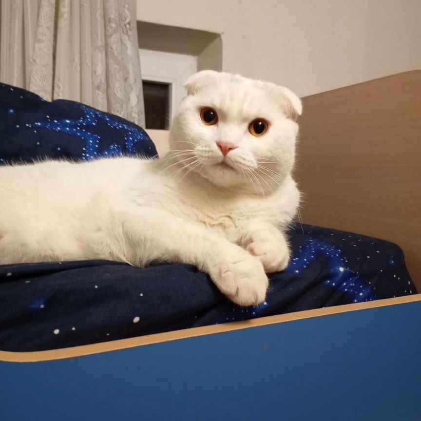 Британский кот