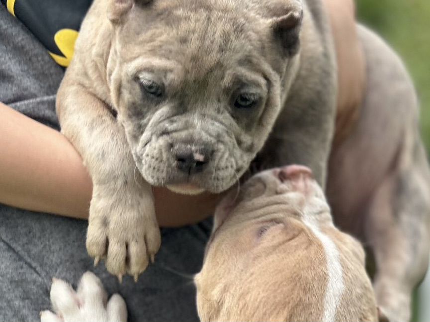 Американский булли щенки покет