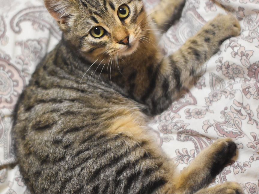 Ласковый котенок ищет своего хозяина