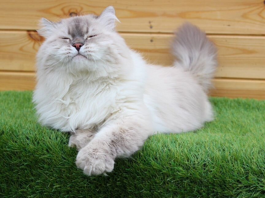 Невский маскарадный кот