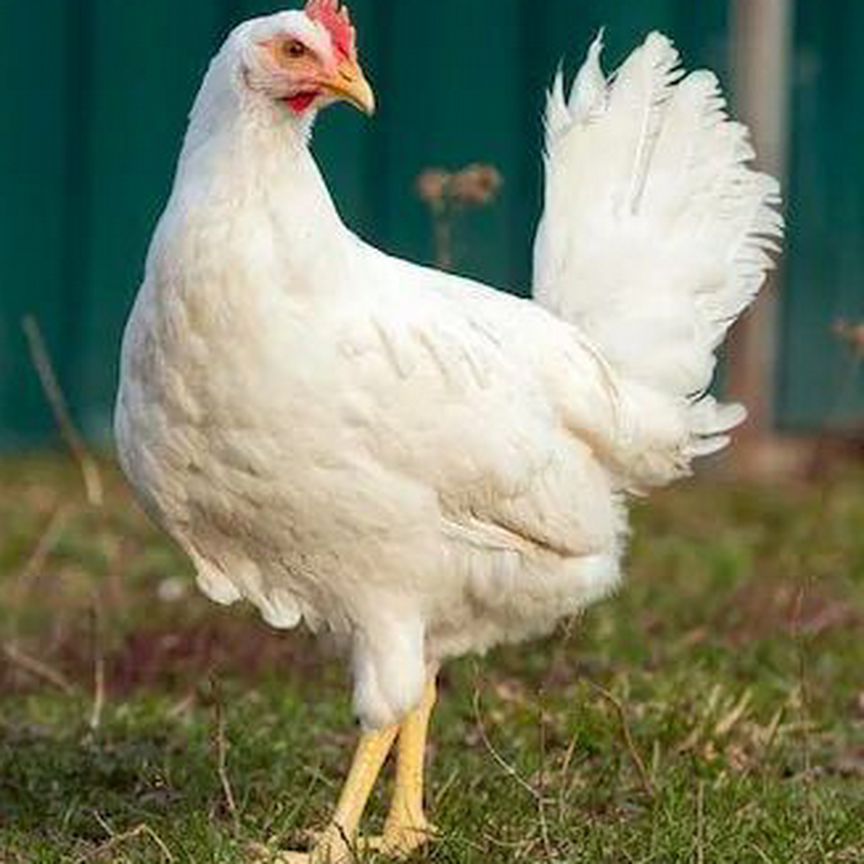 Продам курей