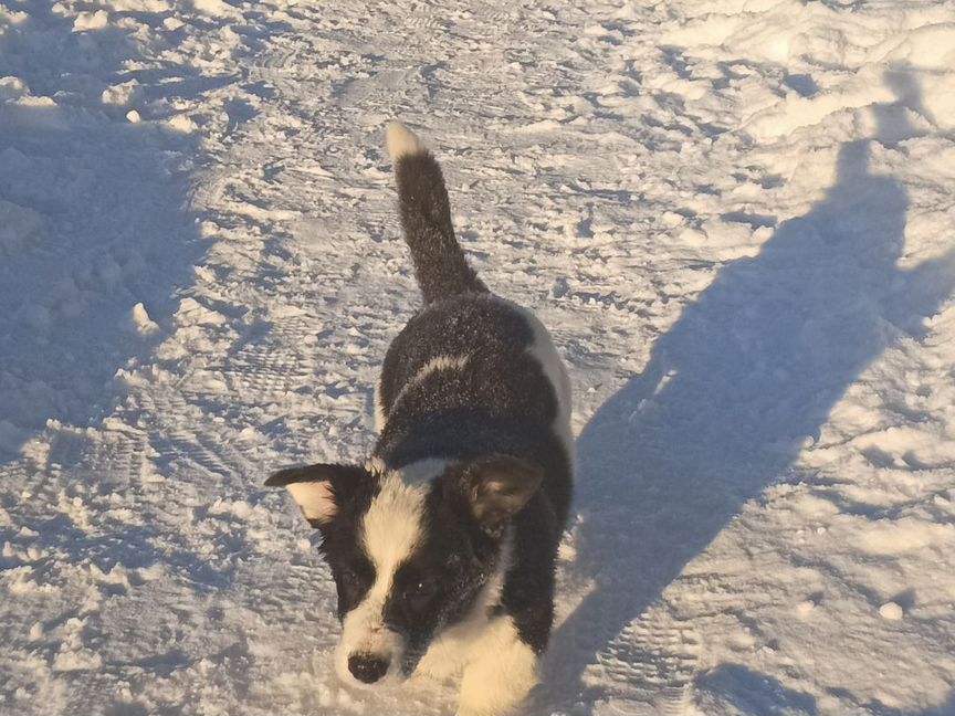 Вельш-корги кардиган малыши