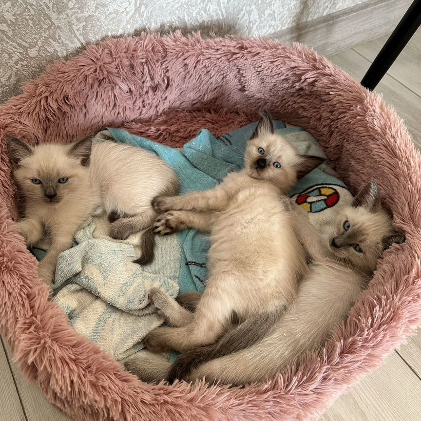 Тайские котята